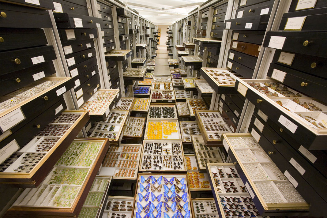 Take a virtual tour to see 12 million Australian insect specimens - The ...