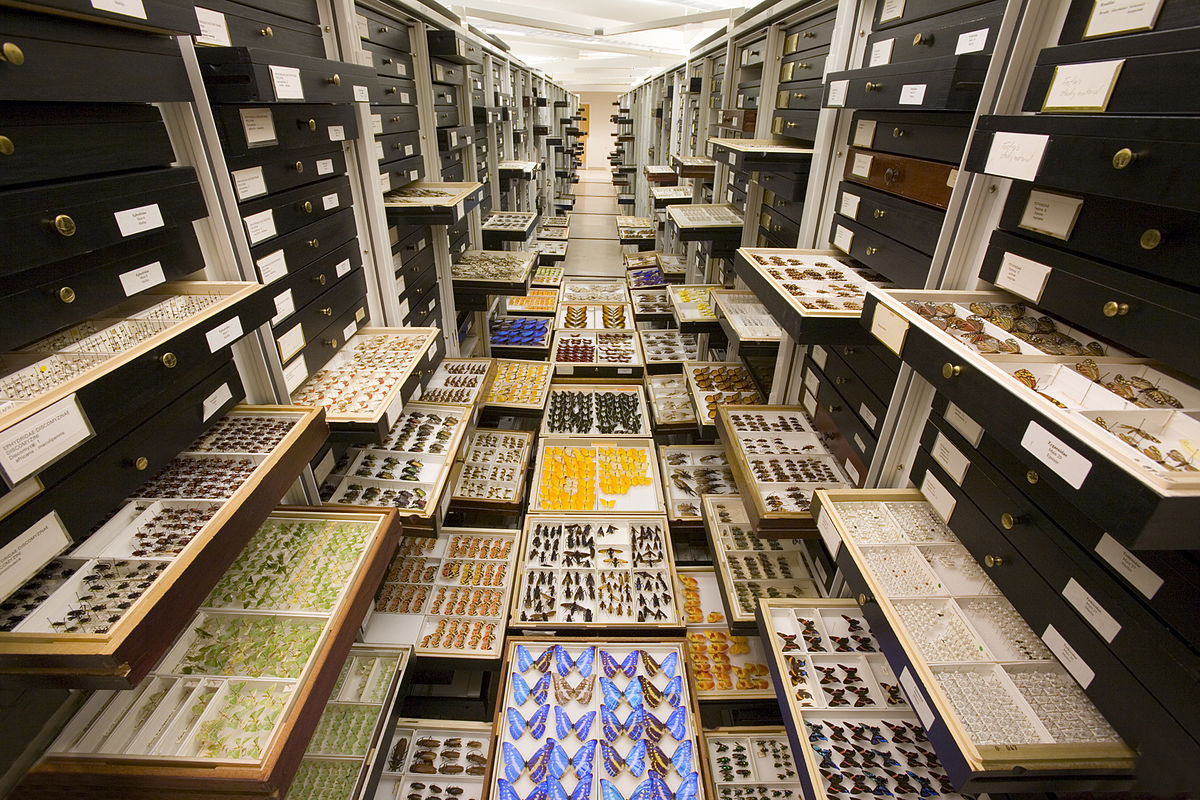 Take a virtual tour to see 12 million Australian insect specimens - The ...