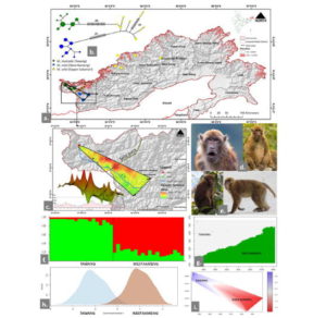 Scientists discover a new species of monkey in India - The Australia Today
