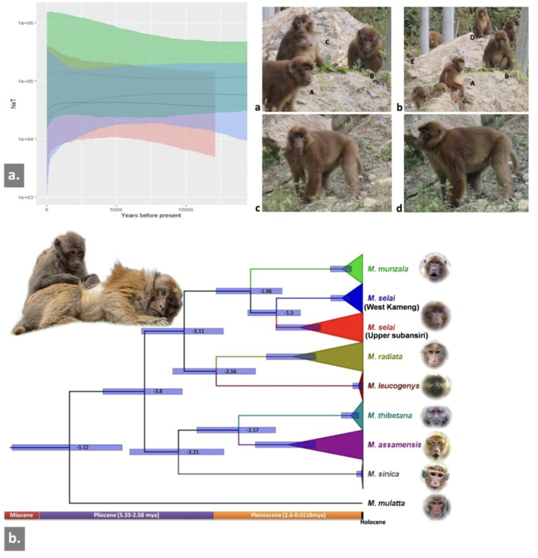 Scientists discover a new species of monkey in India - The Australia Today