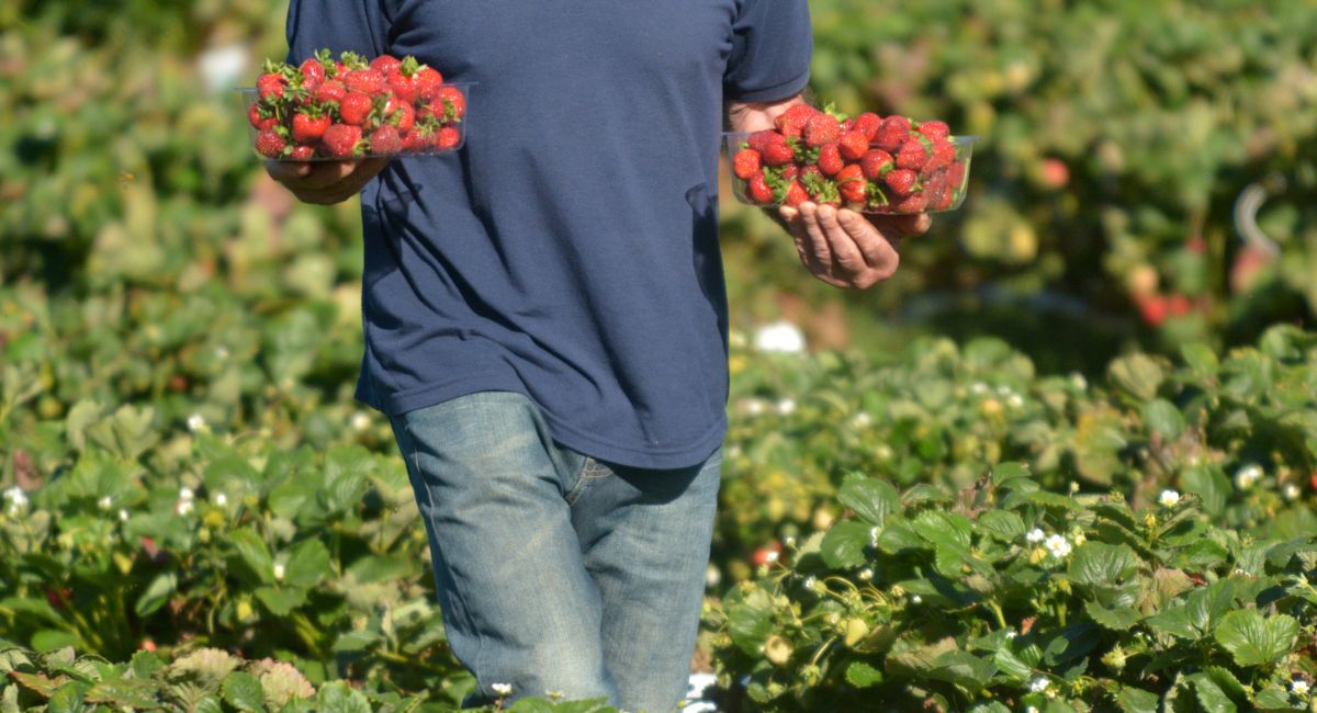 Australia’s borders are open, so where are all the backpackers? - The ...