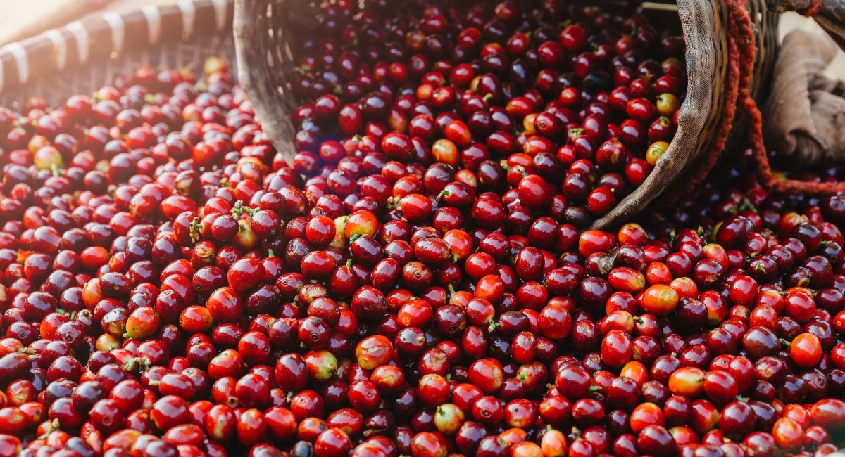 Australian cherry industry sets 40 per cent production export target ...