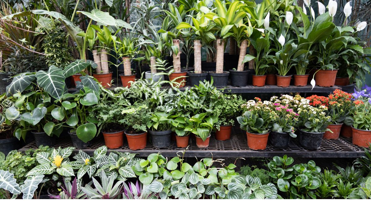 Program to plant 20 million trees prioritised cost-saving over gains ...