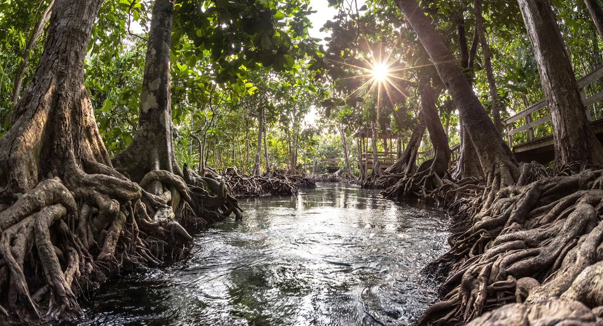 If we protect mangroves, we protect our fisheries, our towns and ...