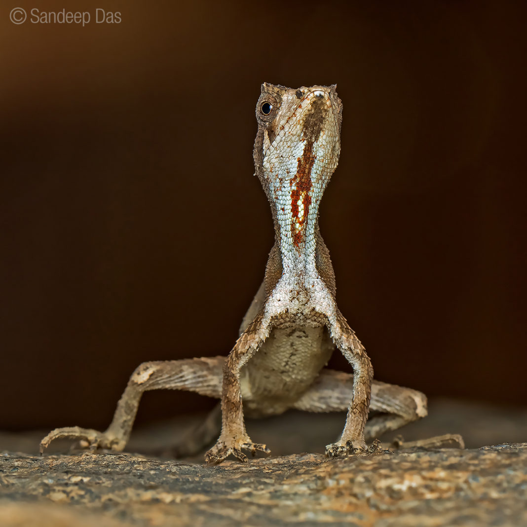 New species of Kangaroo Lizard discovered in India | The Australia Today